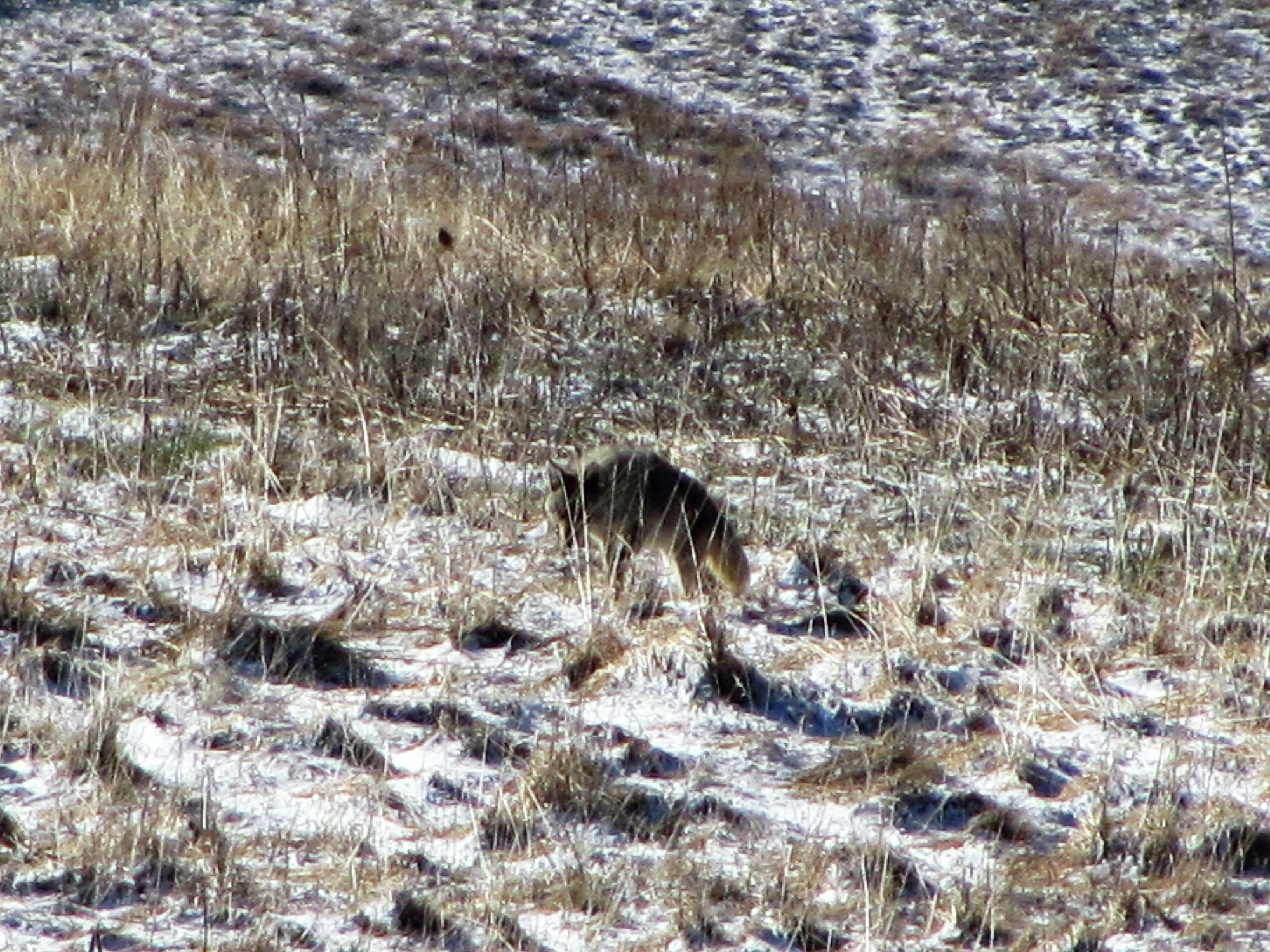 GECA 2019-2020 AGM Presentation - May 31, 2020 - GlenEagles Community ...